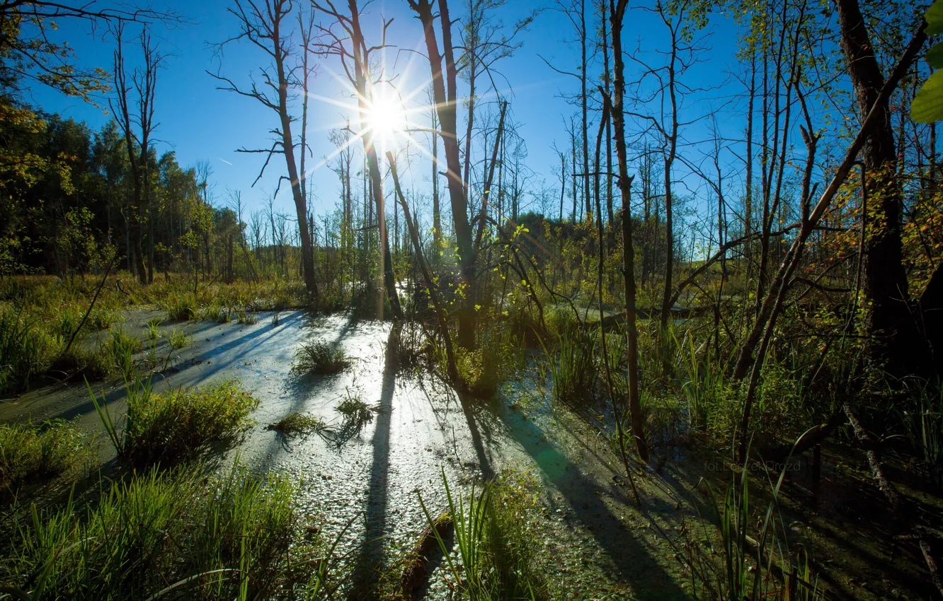 Wallpaper forest, nature, tree, sun, woods, marsh, swamp for mobile and ...