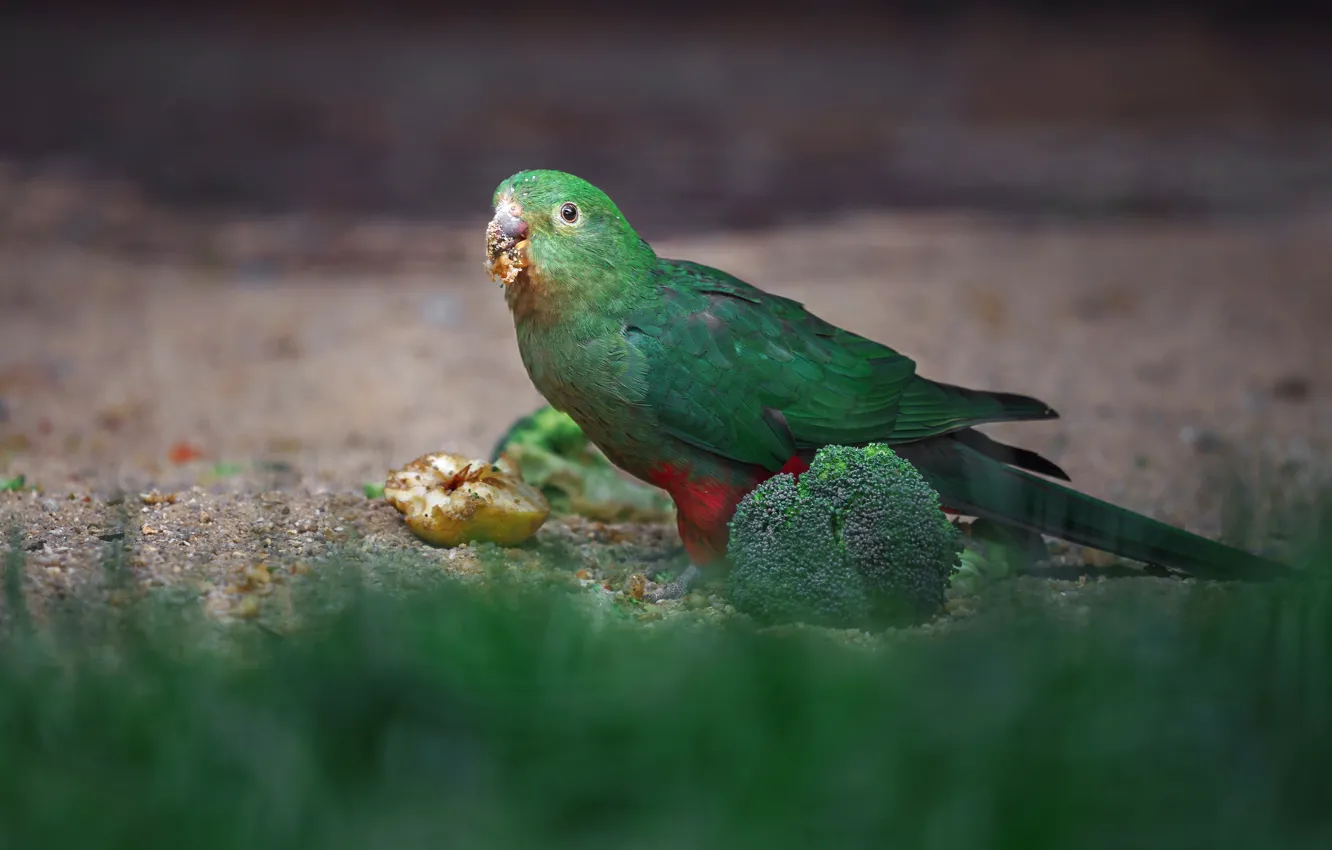 Wallpaper grass, nature, green, bird, parrot, broccoli, meal ...