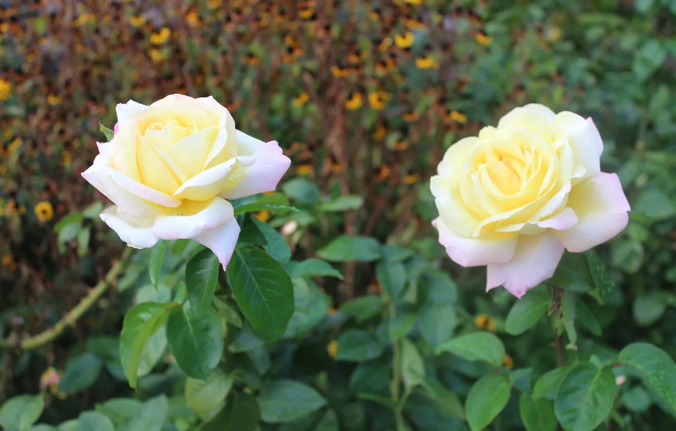 Wallpaper roses, tea, rose Gloria Day for mobile and desktop, section ...