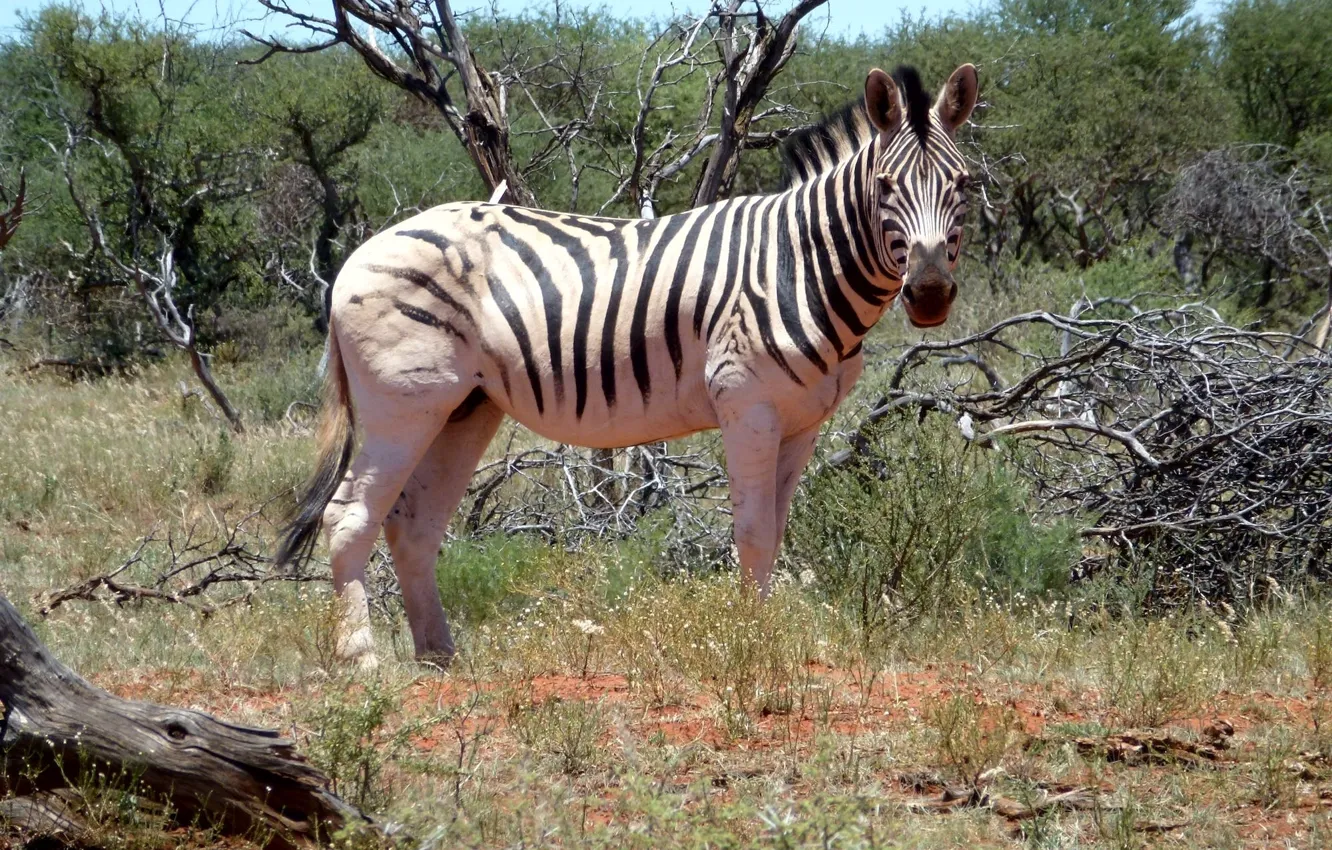 Wallpaper animal, Africa, zebra, wildlife, Rare for mobile and desktop ...