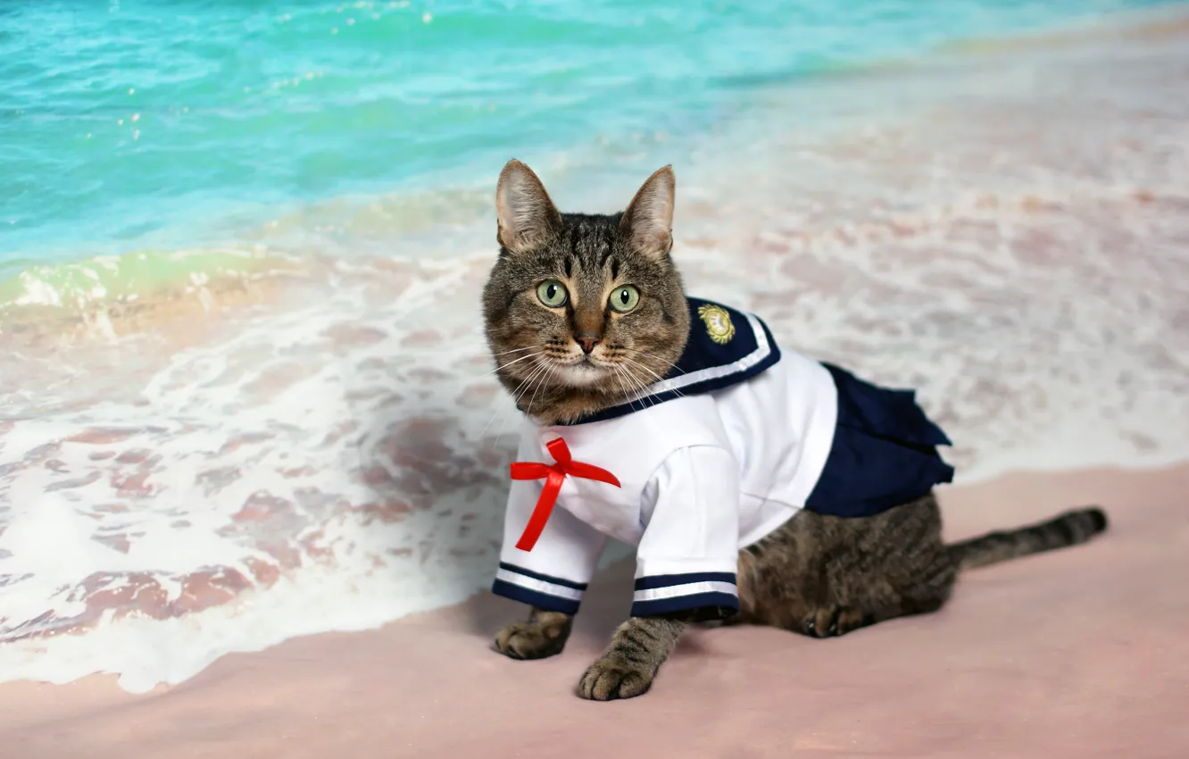 Wallpaper sea, wave, cat, beach, cat, look, grey, shore for mobile and ...