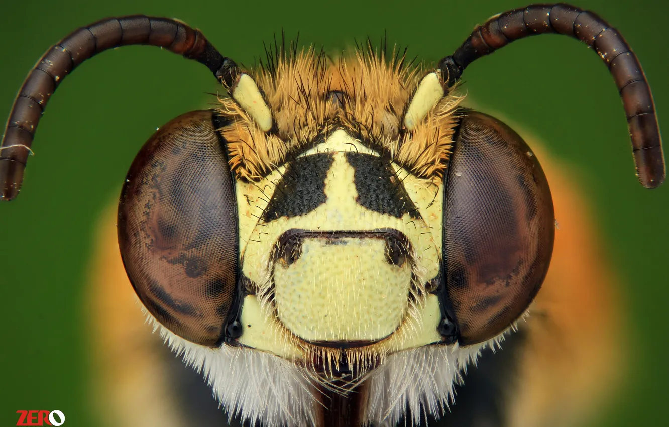 Wallpaper macro, background, OSA, portrait, insect for mobile and ...