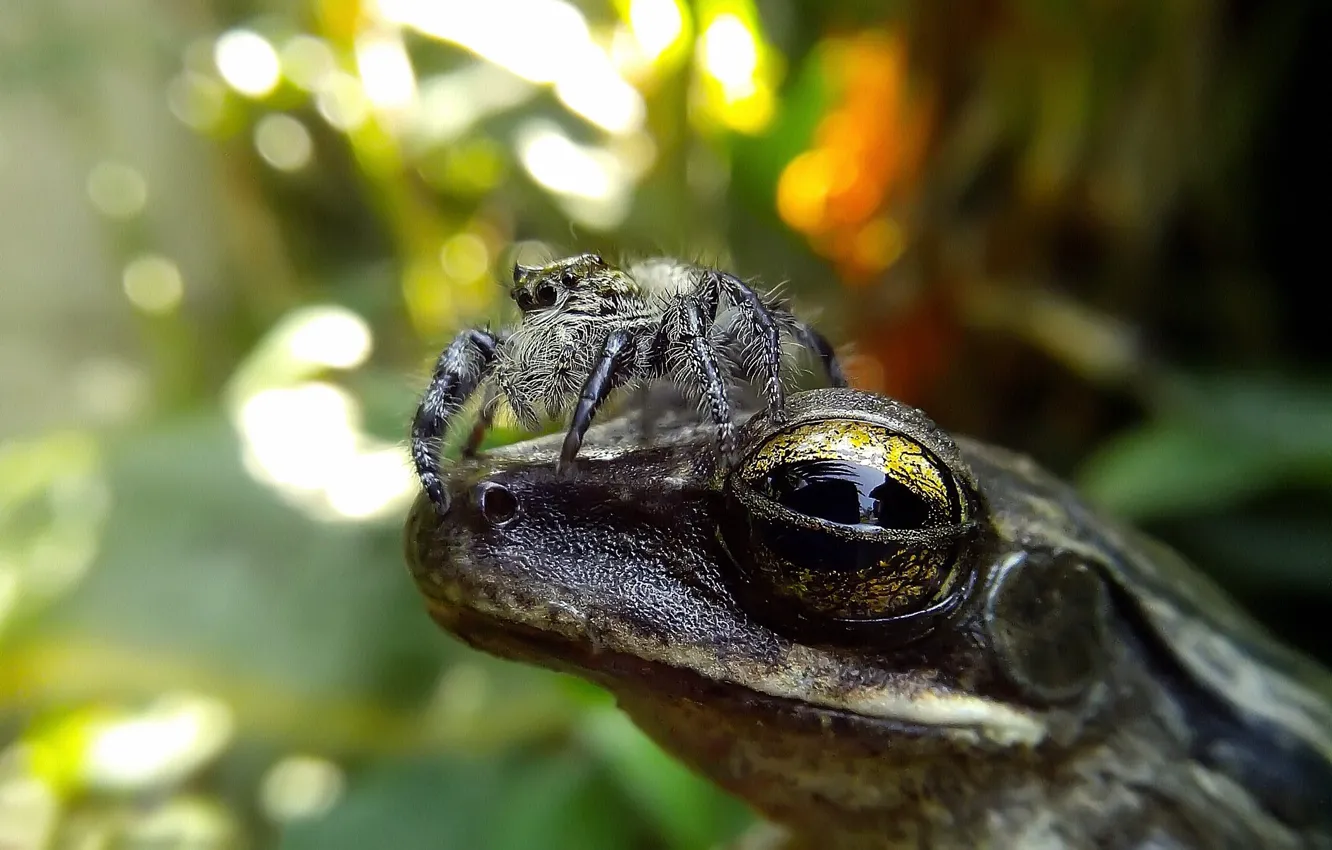 Wallpaper macro, frog, spider, lizard, reptile, jumper for mobile and ...
