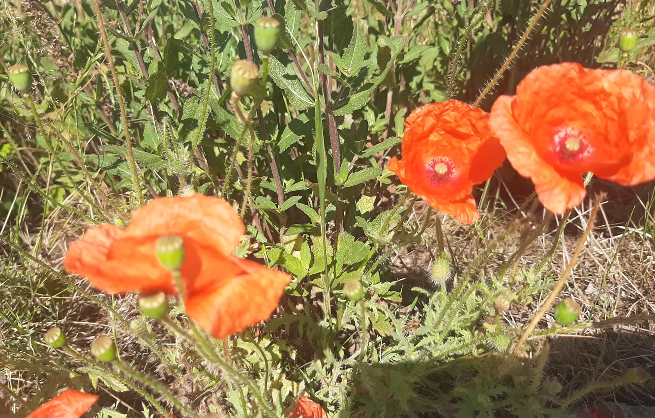 Wallpaper Maki, Plants, Makówka for mobile and desktop, section природа ...