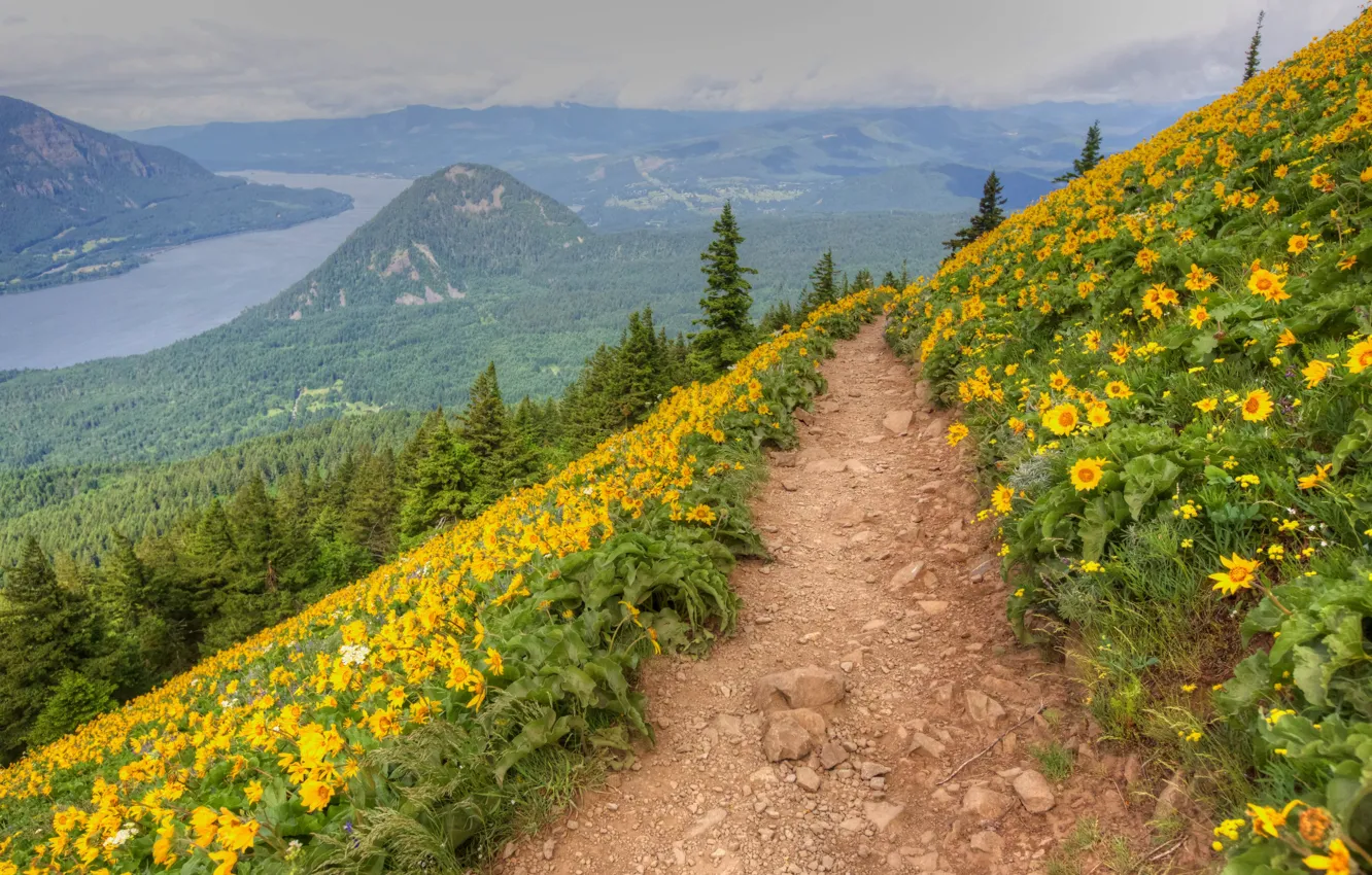 Wallpaper road, flowers, mountains, yellow, path for mobile and desktop ...