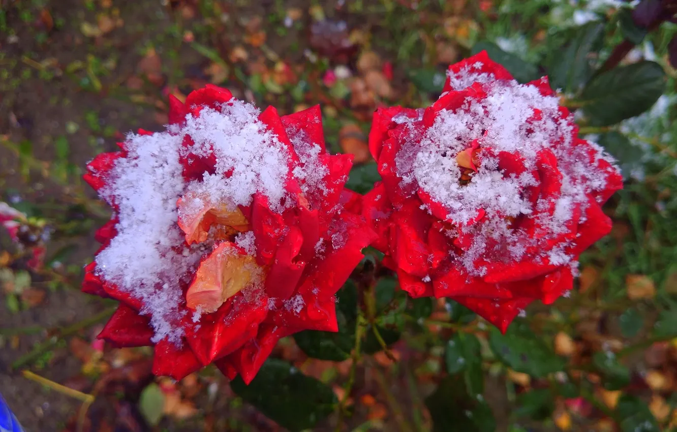 Wallpaper snow, roses, pair, Mamala © for mobile and desktop, section ...