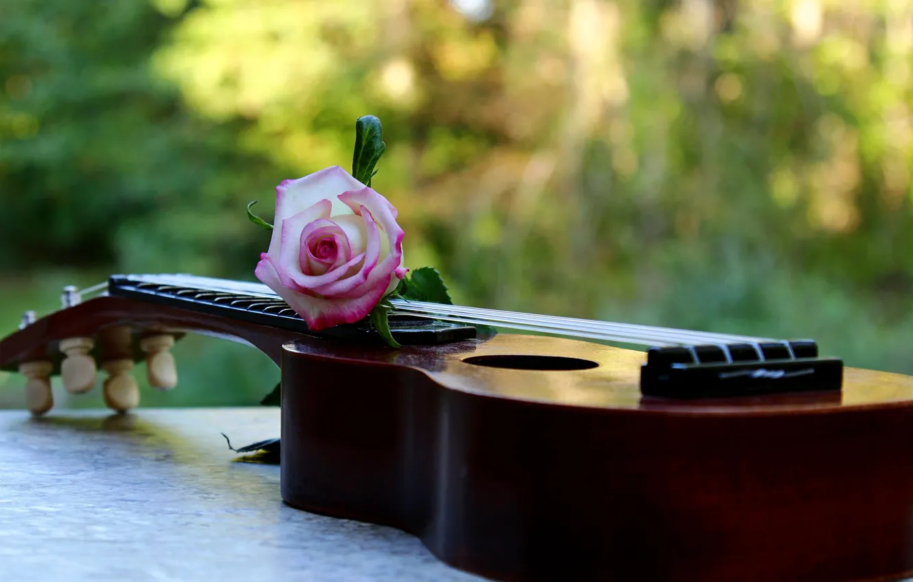 Wallpaper flowers, music, guitar, roses, musical instrument for mobile ...