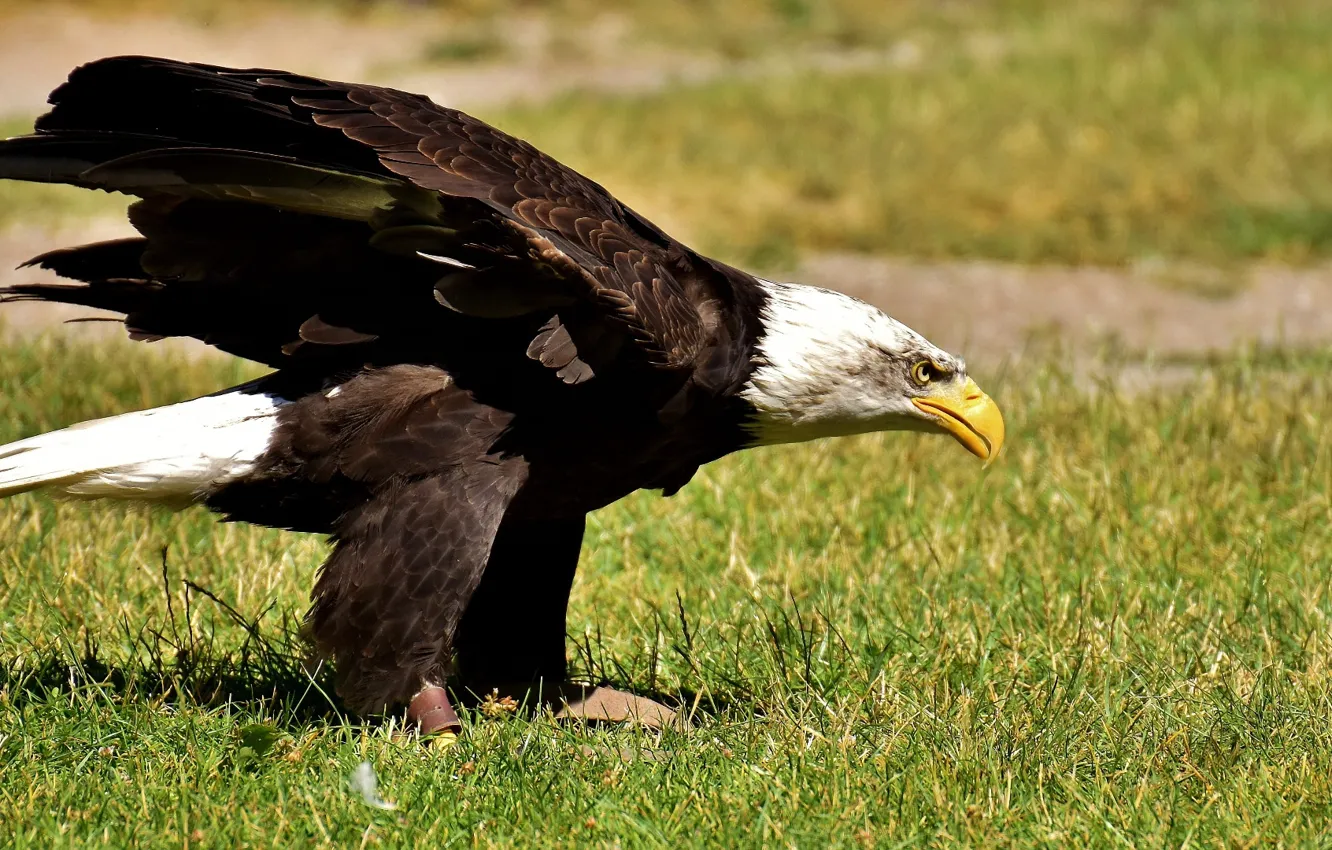 Wallpaper Raptor, Bird, Adler, Bald Eagles, bird of prey, bald eagle on ...