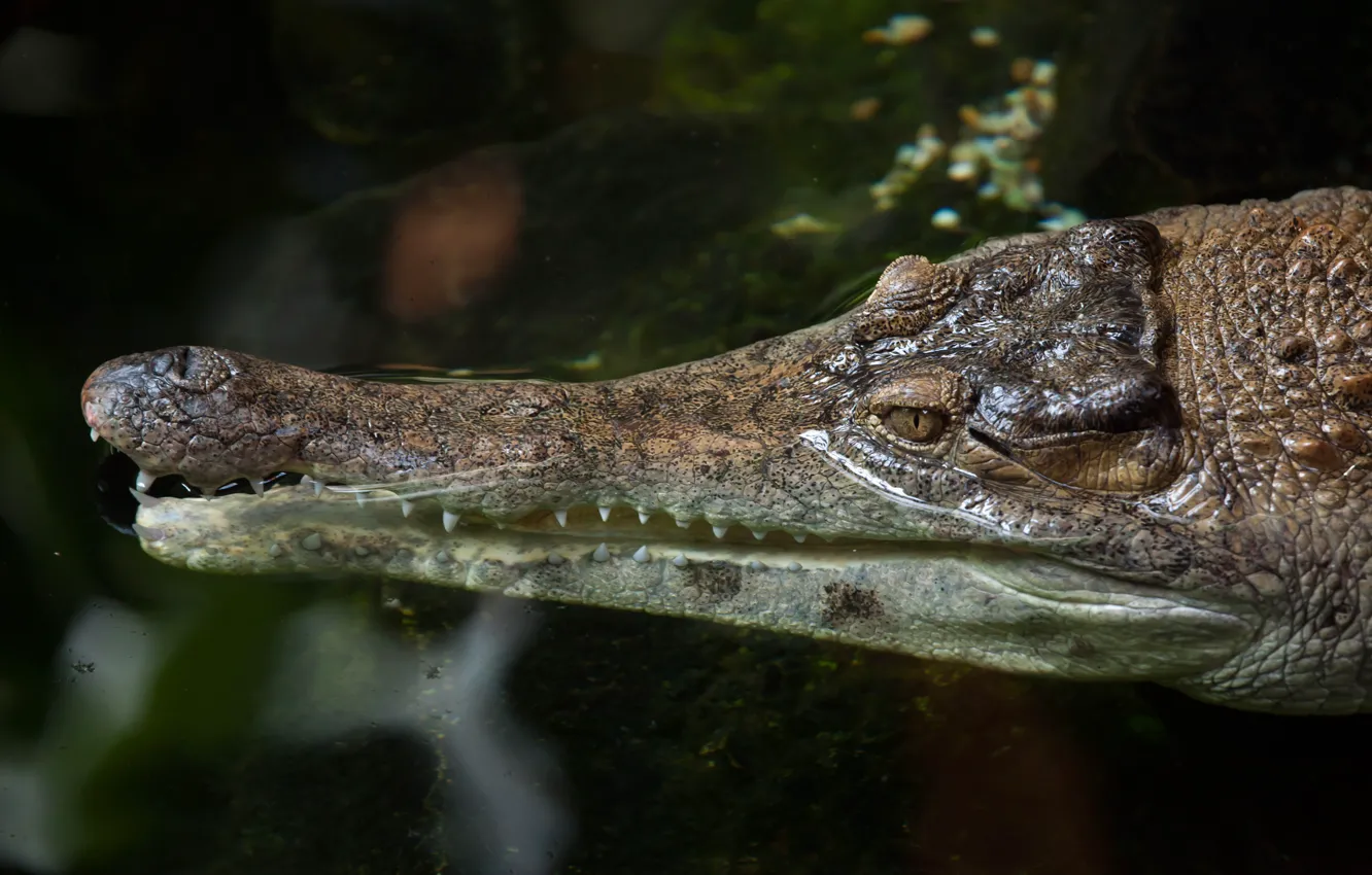 Wallpaper plates, crocodile, head, scales images for desktop, section ...