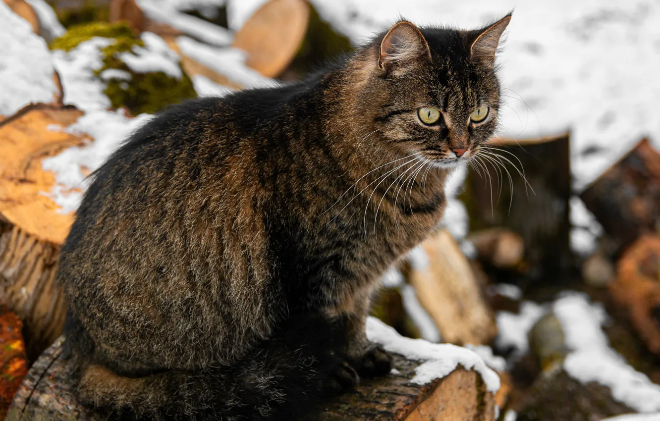 Wallpaper winter, cat, cat, snow, grey, wood, sitting, striped for ...