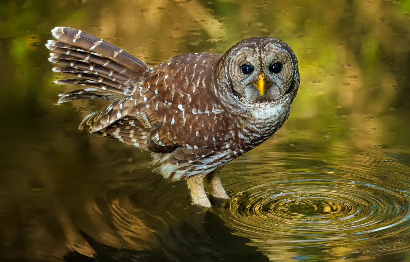 Wallpaper look, water, owl, bird, bathing, pond, in the water, owl for ...