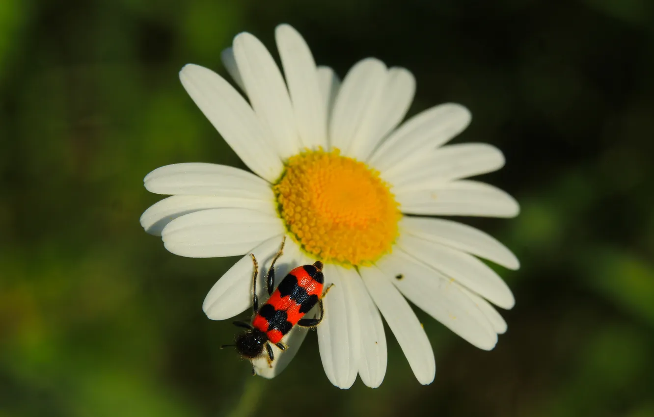 Wallpaper flower, spring, insect for mobile and desktop, section ...