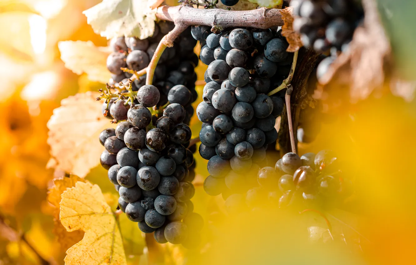 Wallpaper leaves, grapes, bunch for mobile and desktop, section разное ...