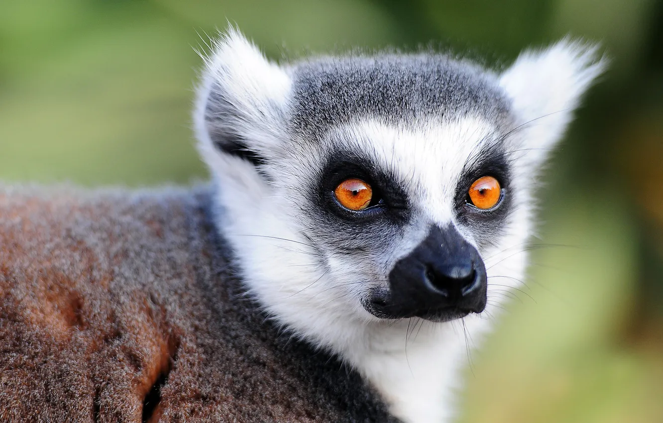 Wallpaper look, portrait, lemur, face for mobile and desktop, section ...