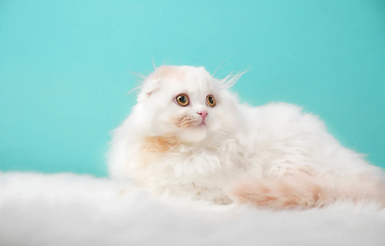 Wallpaper cat, cat, look, pose, kitty, face for mobile and desktop ...