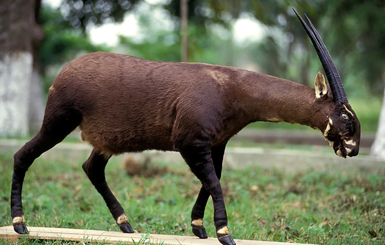 Wallpaper animal, large, wildlife, rarest, mom, The saola for mobile ...