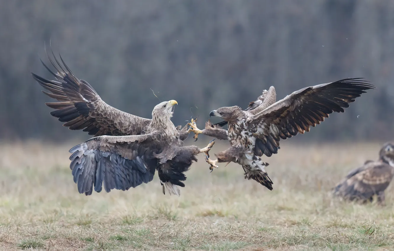 Wallpaper feathers, eagles, claws, ferocity, territorial fight for ...