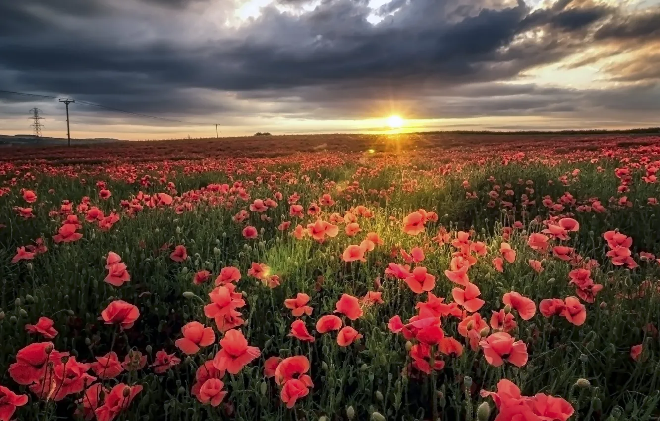 Wallpaper sunset, flowers, nature for mobile and desktop, section ...