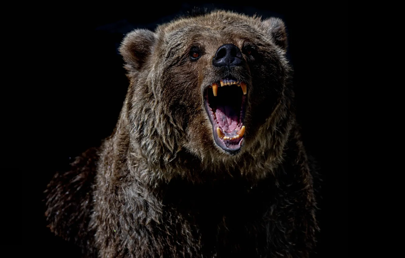 Wallpaper Teeth, Bear, Mouth, Fangs, Black background, Grin for mobile ...