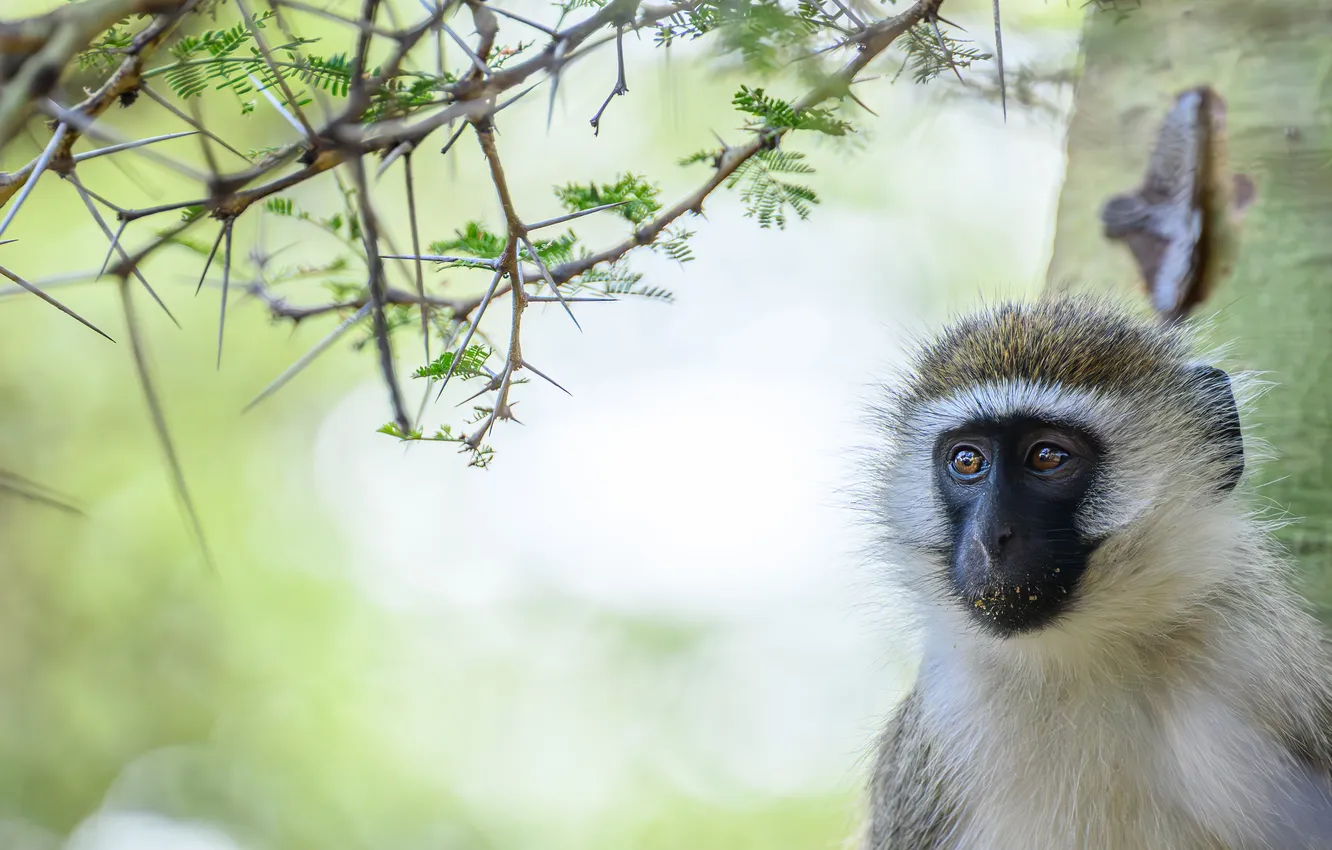 Wallpaper look, branches, tree, portrait, monkey, face, light ...