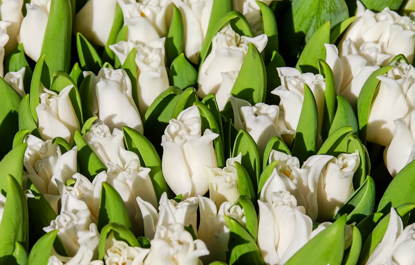 Wallpaper flowers, spring, Tulips, white images for desktop, section ...