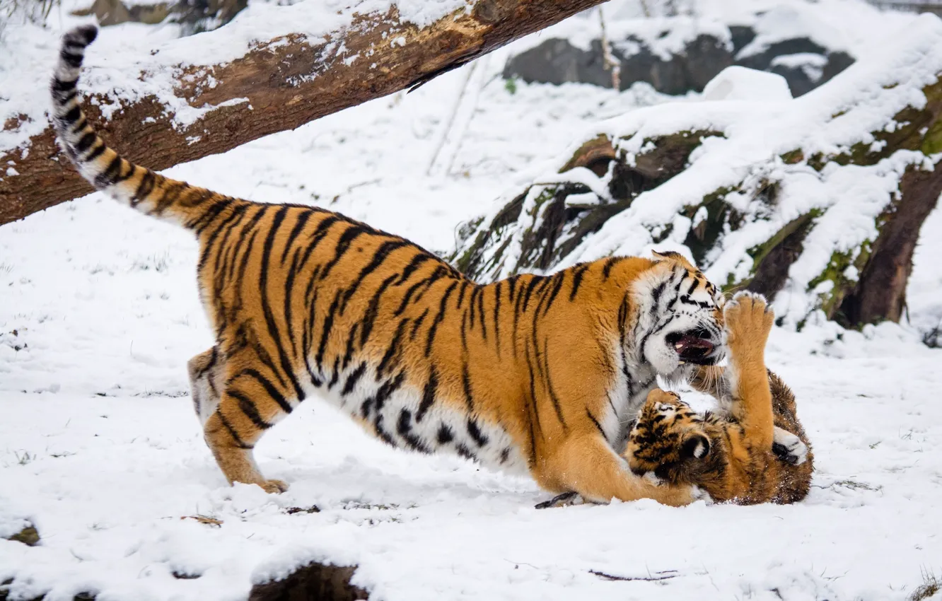 Wallpaper the game, predators, fight, family, pair, cub, wild cats, two ...