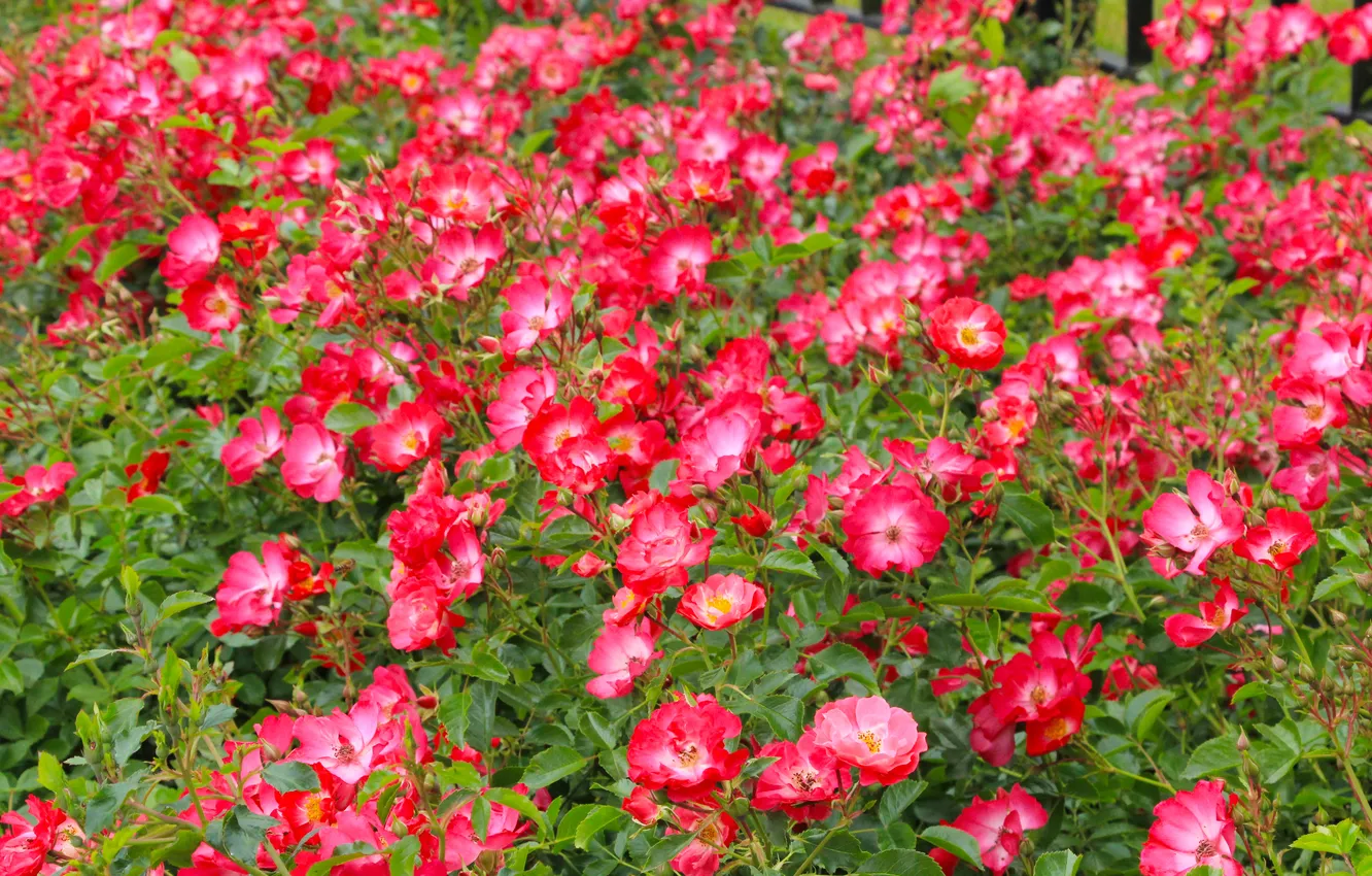 Wallpaper red, flower, roses for mobile and desktop, section природа ...