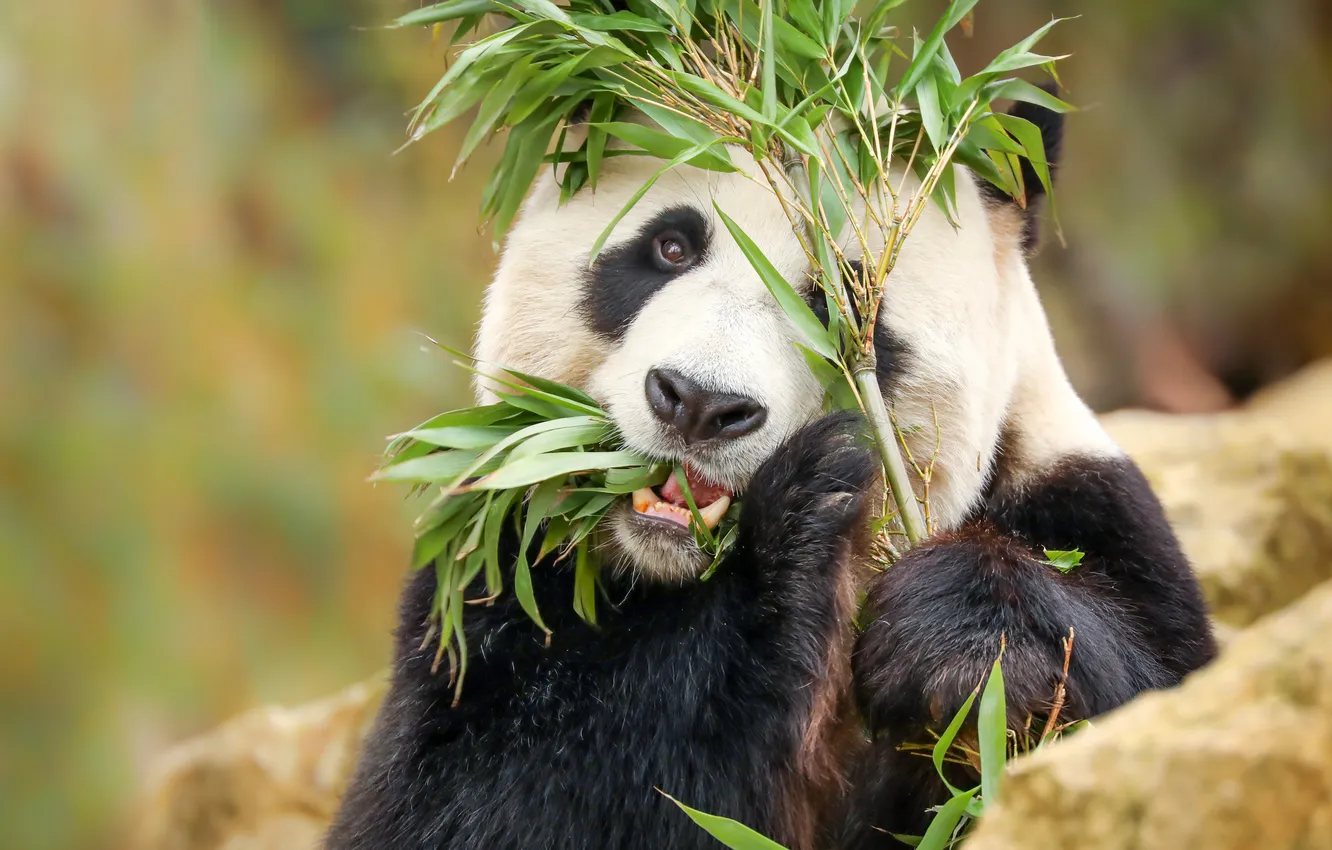 Wallpaper leaves, branches, pose, portrait, bear, Panda, meal for ...