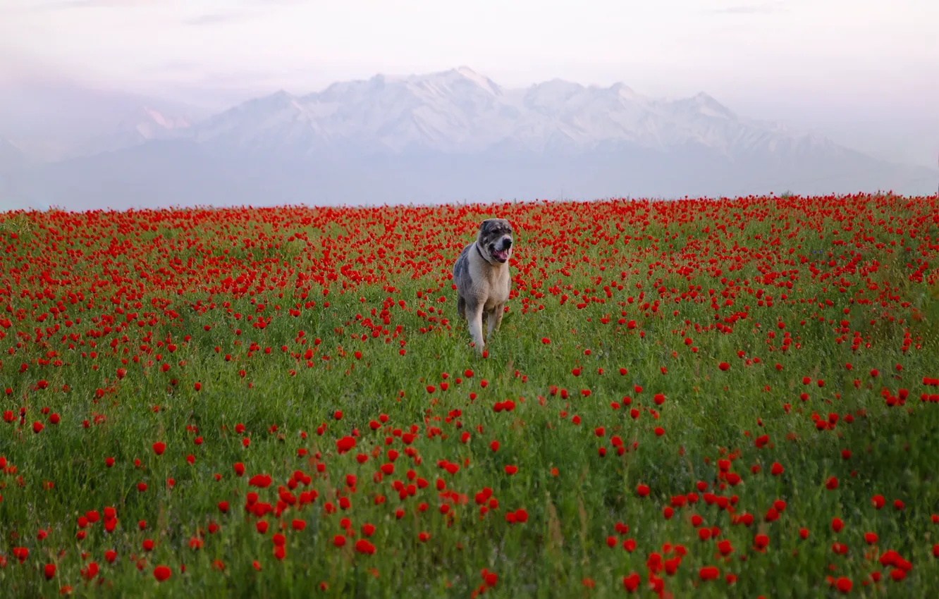 Wallpaper Maki, dog, poppy field for mobile and desktop, section собаки ...
