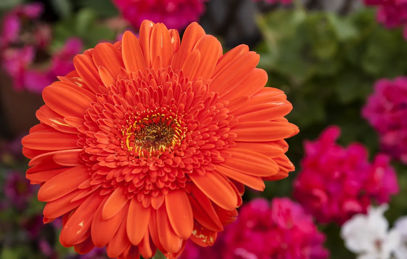 Wallpaper macro, gerbera, bright for mobile and desktop, section цветы ...