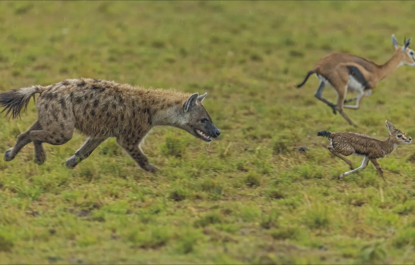 Wallpaper predator, hyena, hunting, nature, predator, animal, trio ...