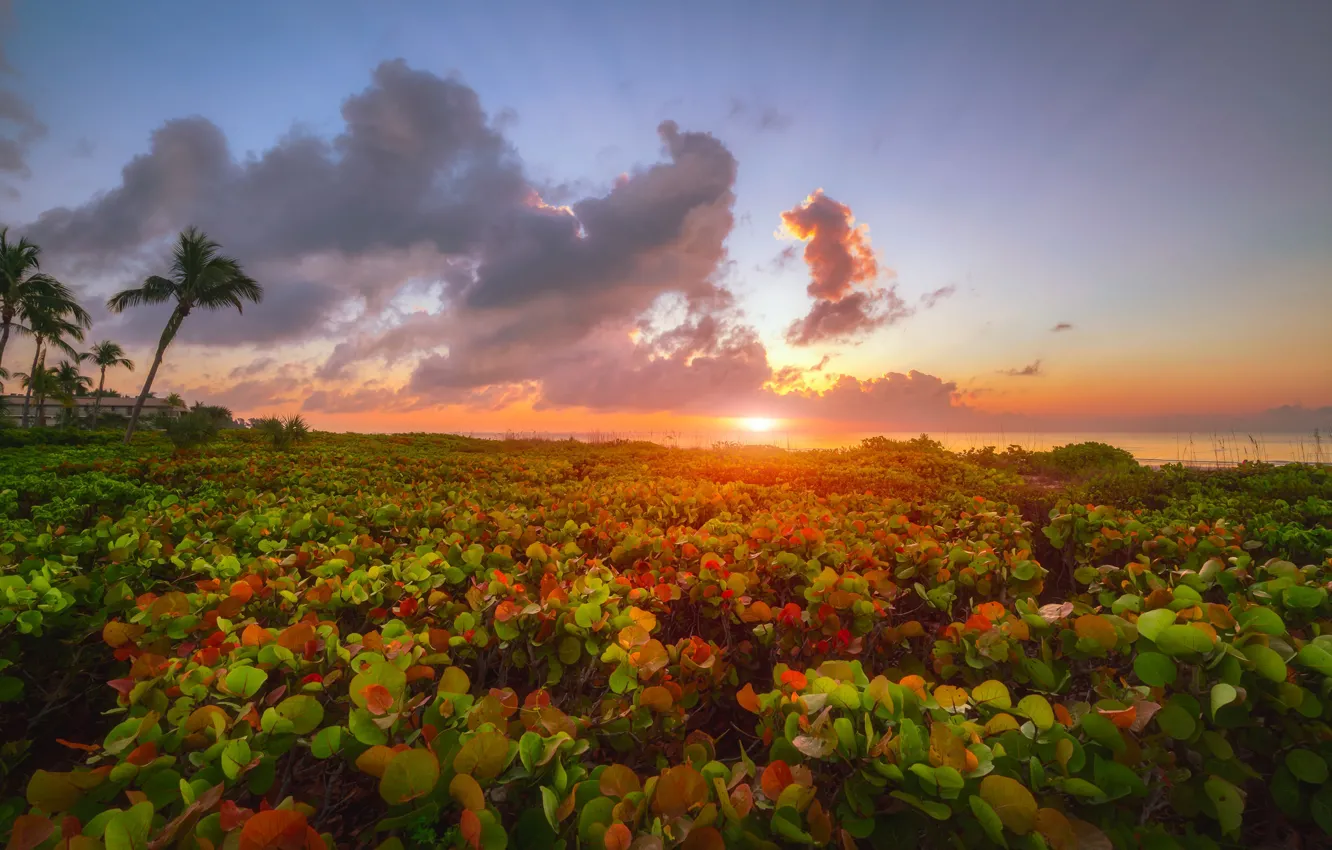Wallpaper sea, the sky, sunrise, palm trees, dawn, coast, morning, FL ...