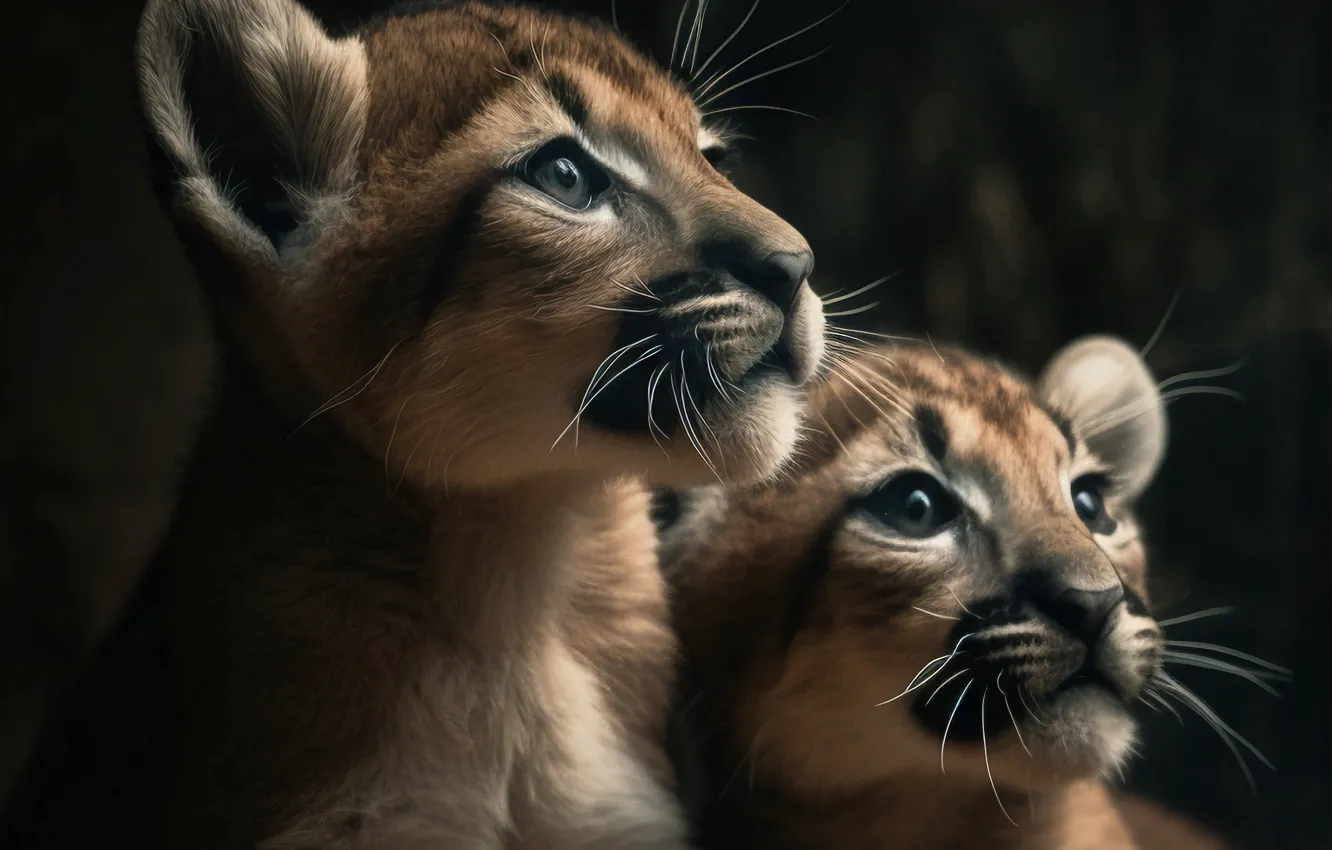 Wallpaper pair, kittens, Puma, cubs, Cougar, faces, digital art ...