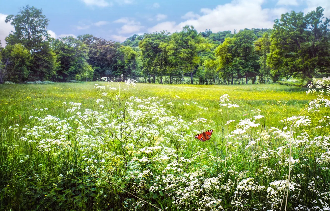 Wallpaper field, trees, landscape, flowers for mobile and desktop ...