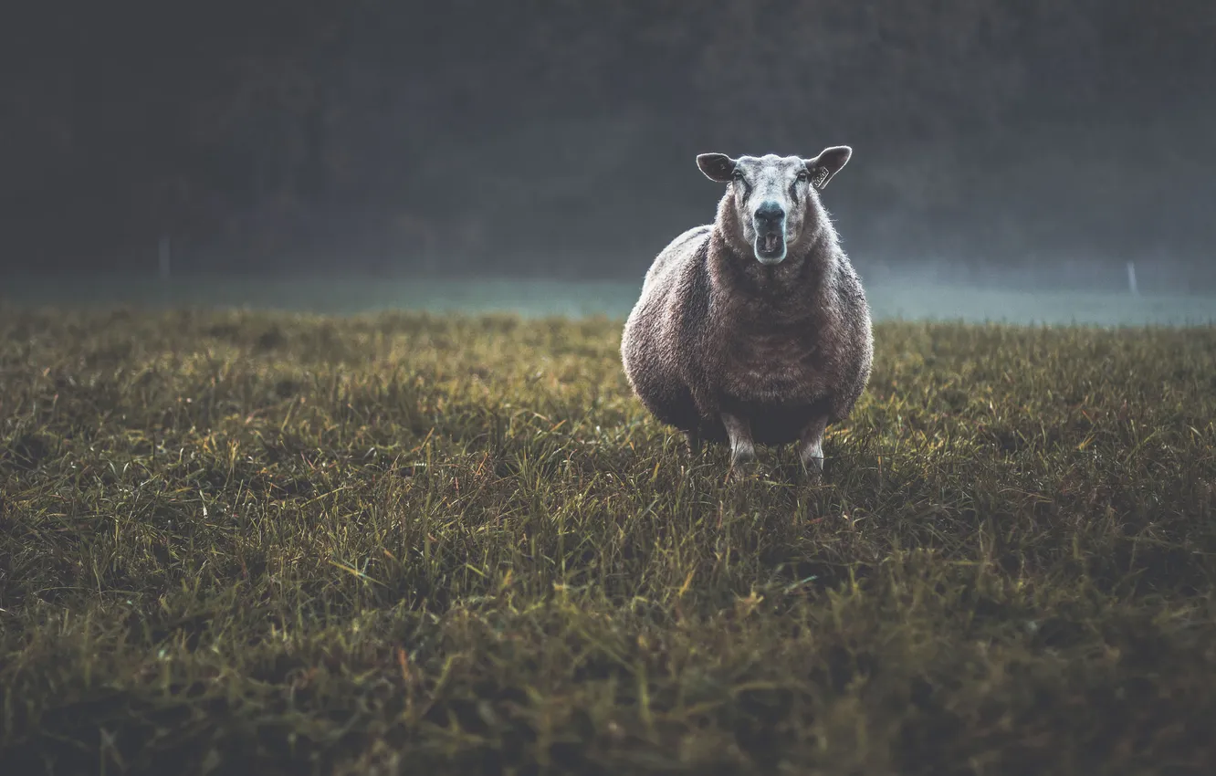 Wallpaper field, forest, fog, the fence, sheep for mobile and desktop, section животные ...