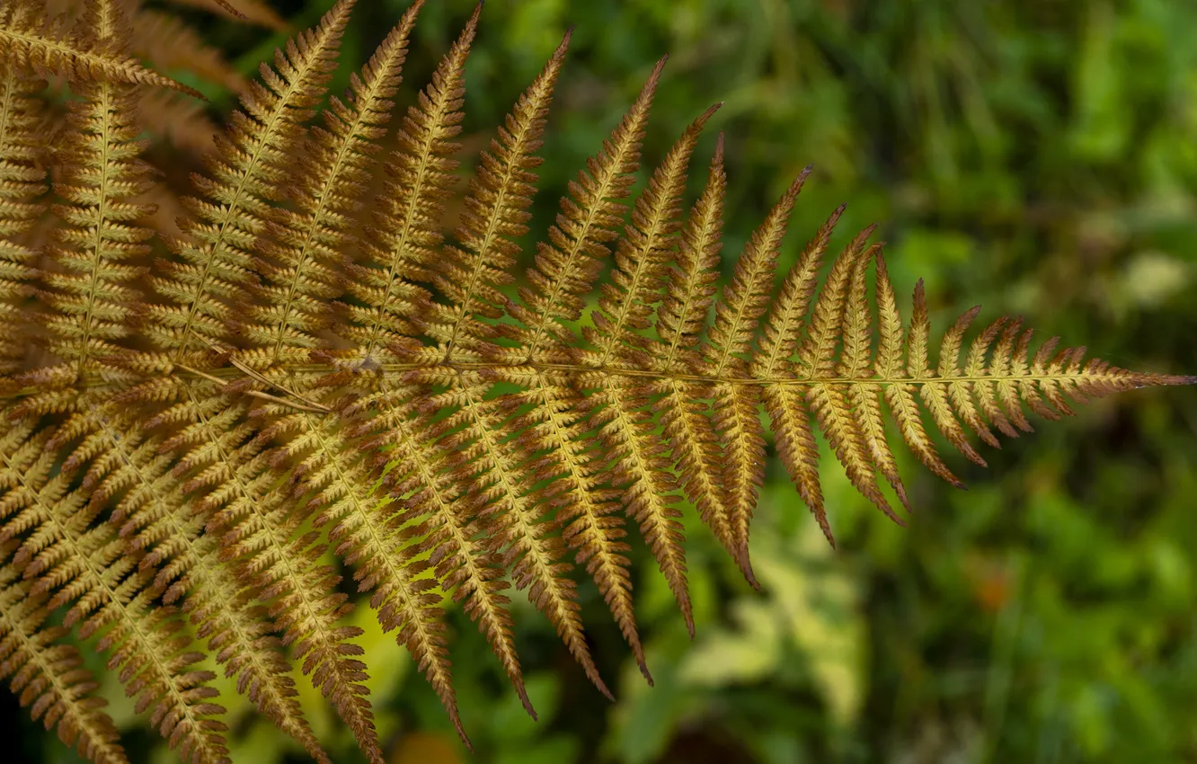 Wallpaper autumn, yellow, fern, withering. for mobile and desktop ...