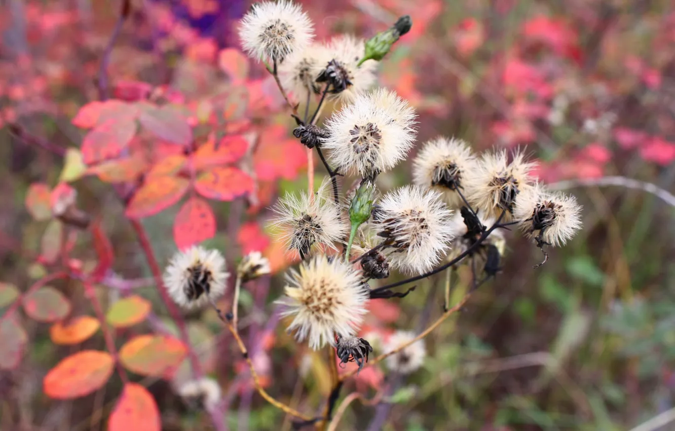 Wallpaper greens, flowers, nature images for desktop, section природа ...