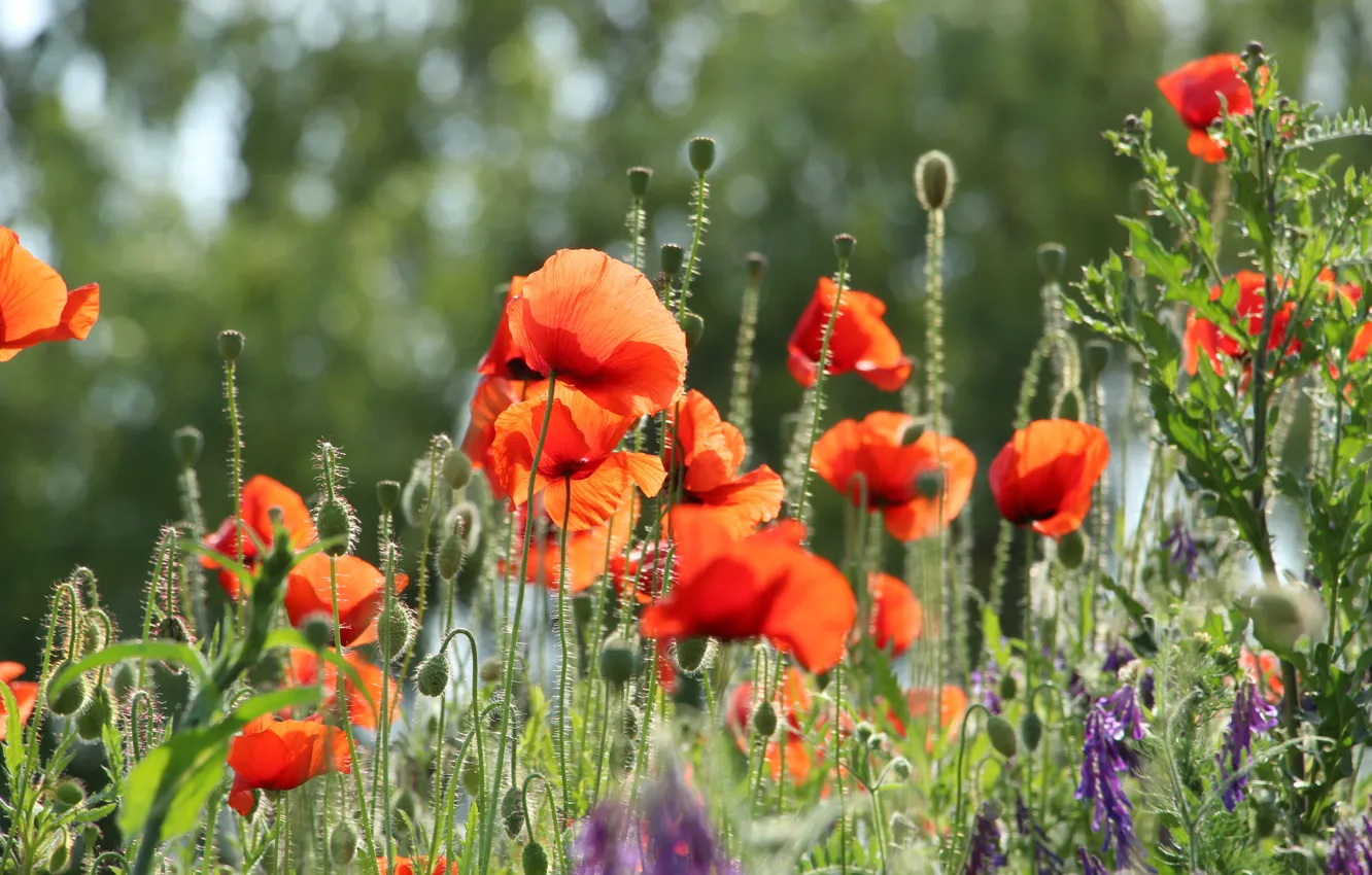 Wallpaper red, flower, field, poppy, meadow, blooming for mobile and ...