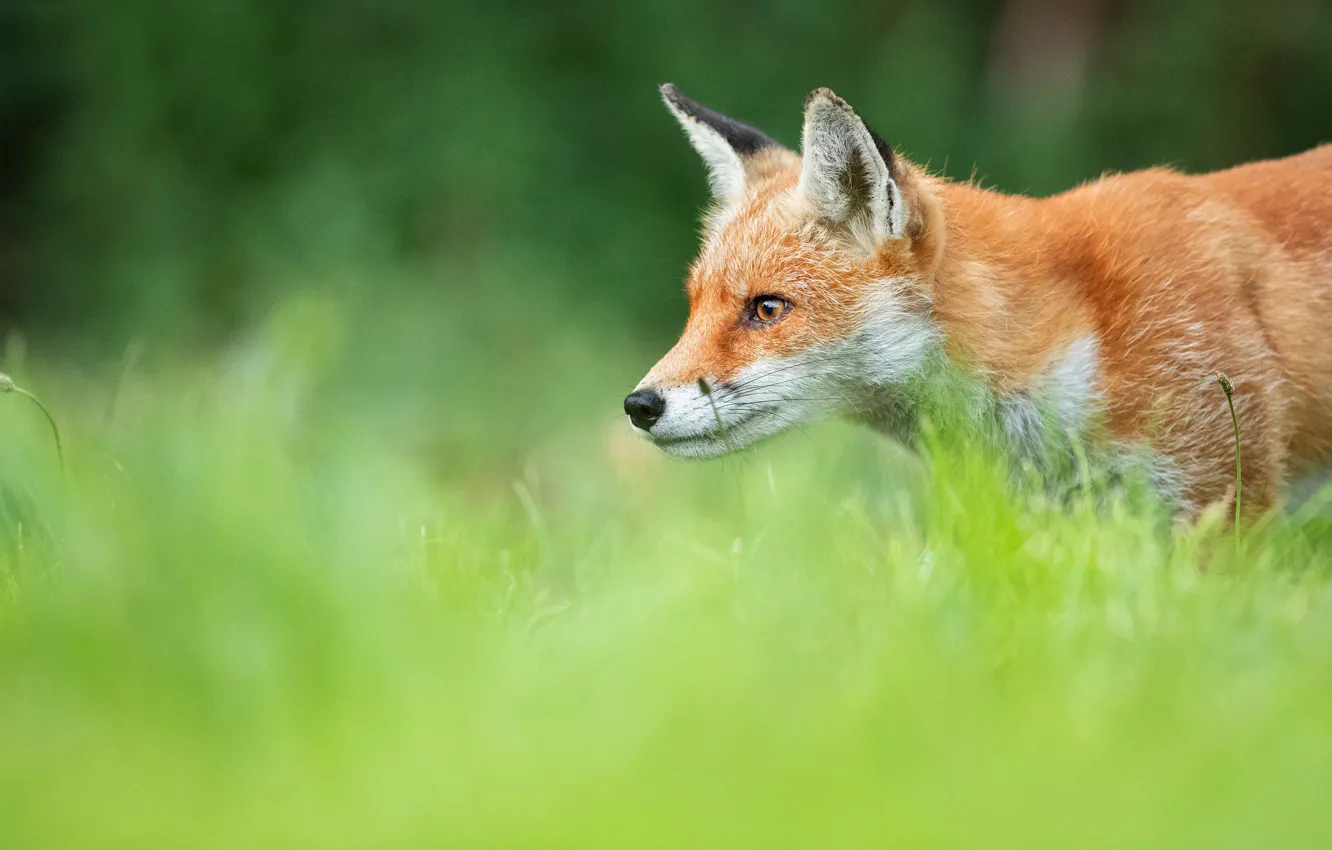 Wallpaper greens, grass, look, face, Fox, profile, red for mobile and ...