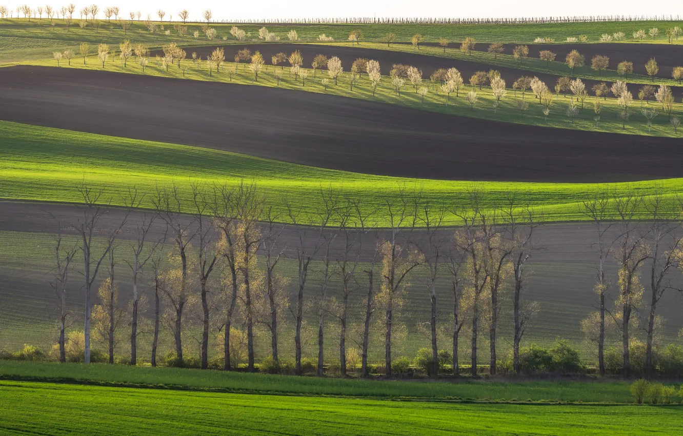 Wallpaper green, trees, plantation for mobile and desktop, section ...