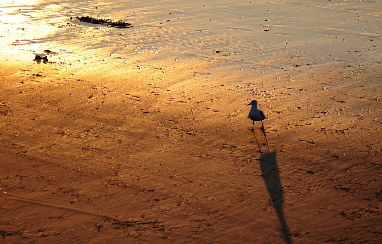 Wallpaper light, bird, shadow for mobile and desktop, section природа ...