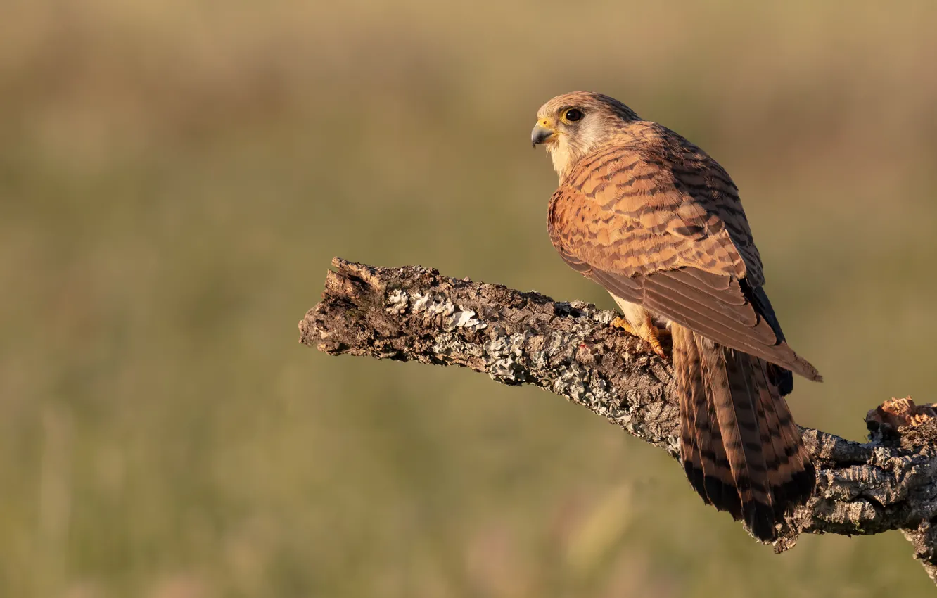Wallpaper nature, background, bird, branch, bark, Falcon, bitches, Kestrel for mobile and ...