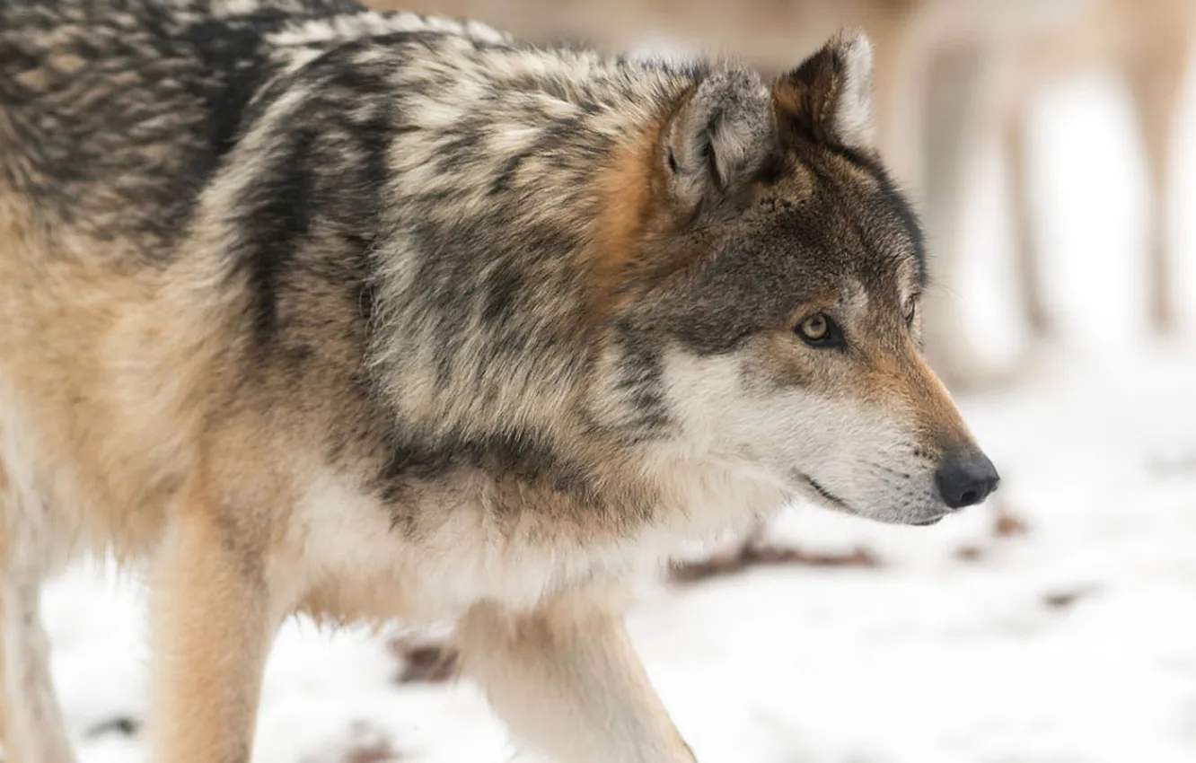 Wallpaper nature, face, animal, wolf, wildlife, head, fur, mammal for ...