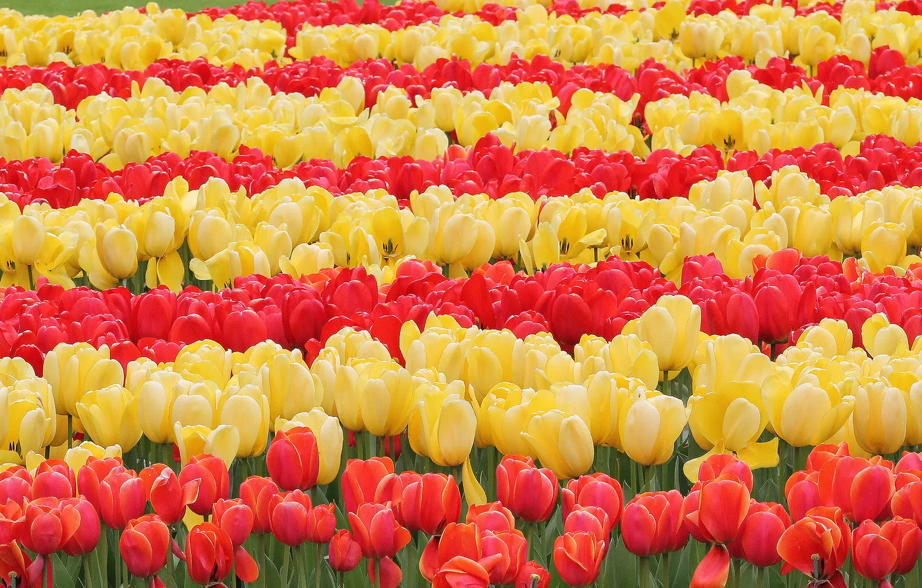 Wallpaper flowers, yellow, red, strip, spring, tulips, a number ...