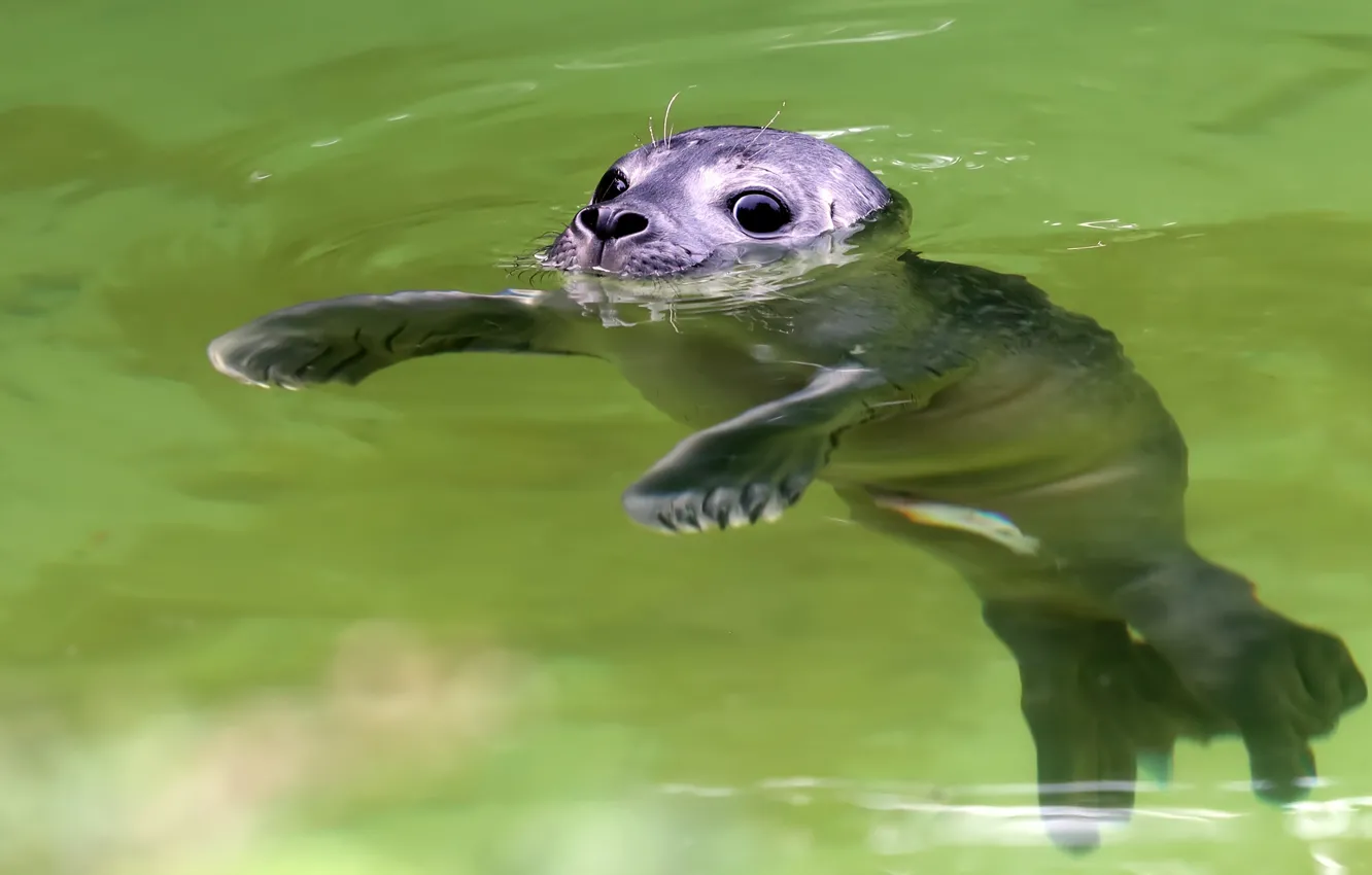 Wallpaper eyes, look, water, pose, seal, legs, baby, bathing for mobile ...