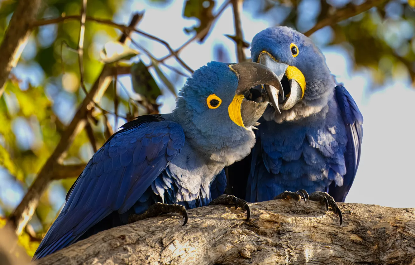 Wallpaper leaves, light, trees, branches, blue, kiss, beak, parrot for ...