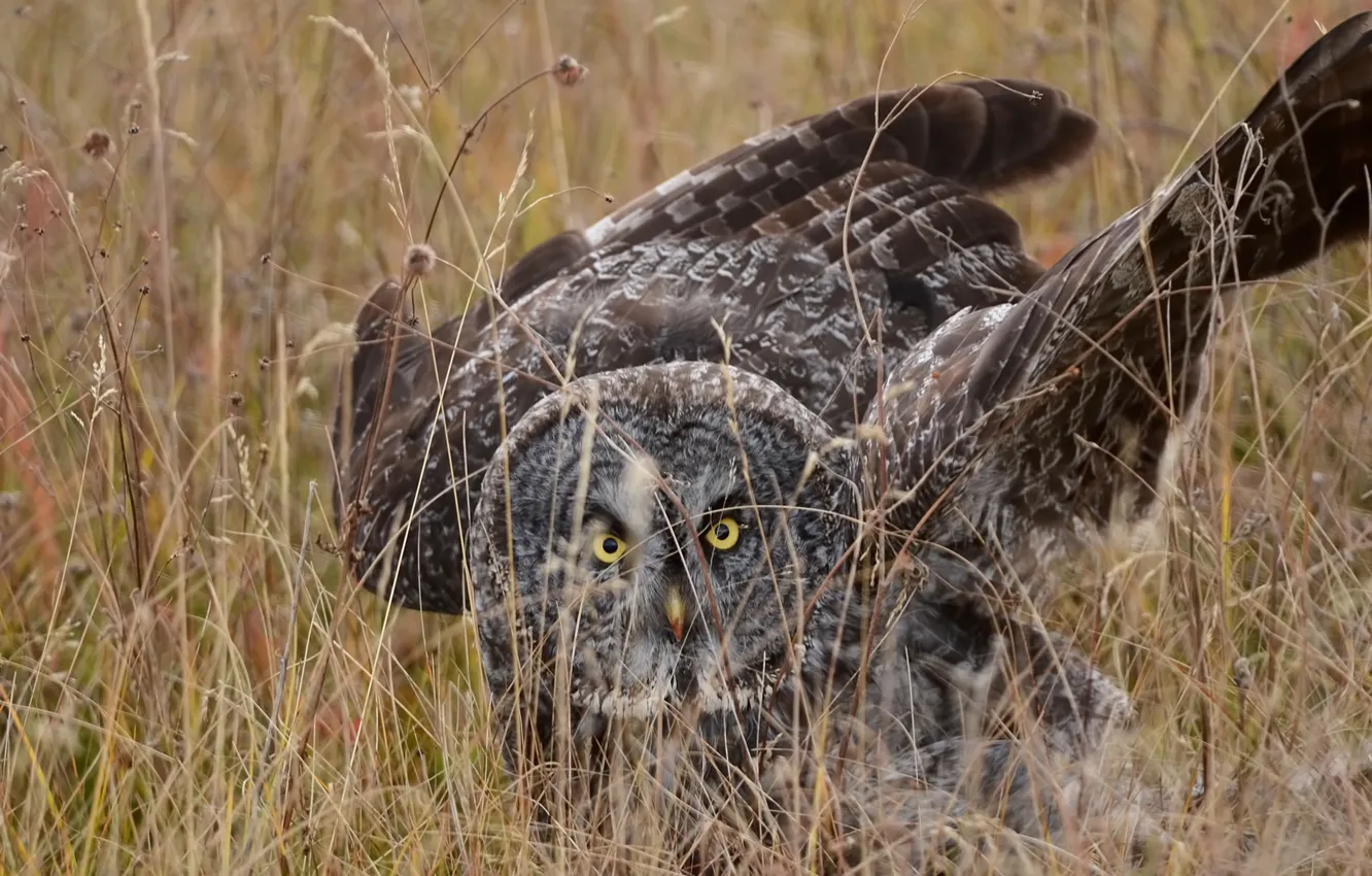 Wallpaper grass, owl, bird, disguise images for desktop, section ...