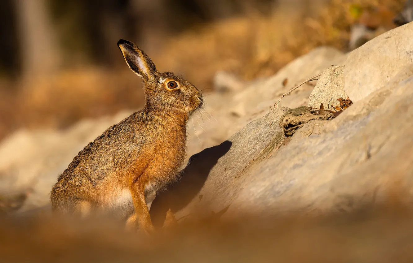Wallpaper light, nature, stones, grey, hare, shadow for mobile and desktop, section животные ...