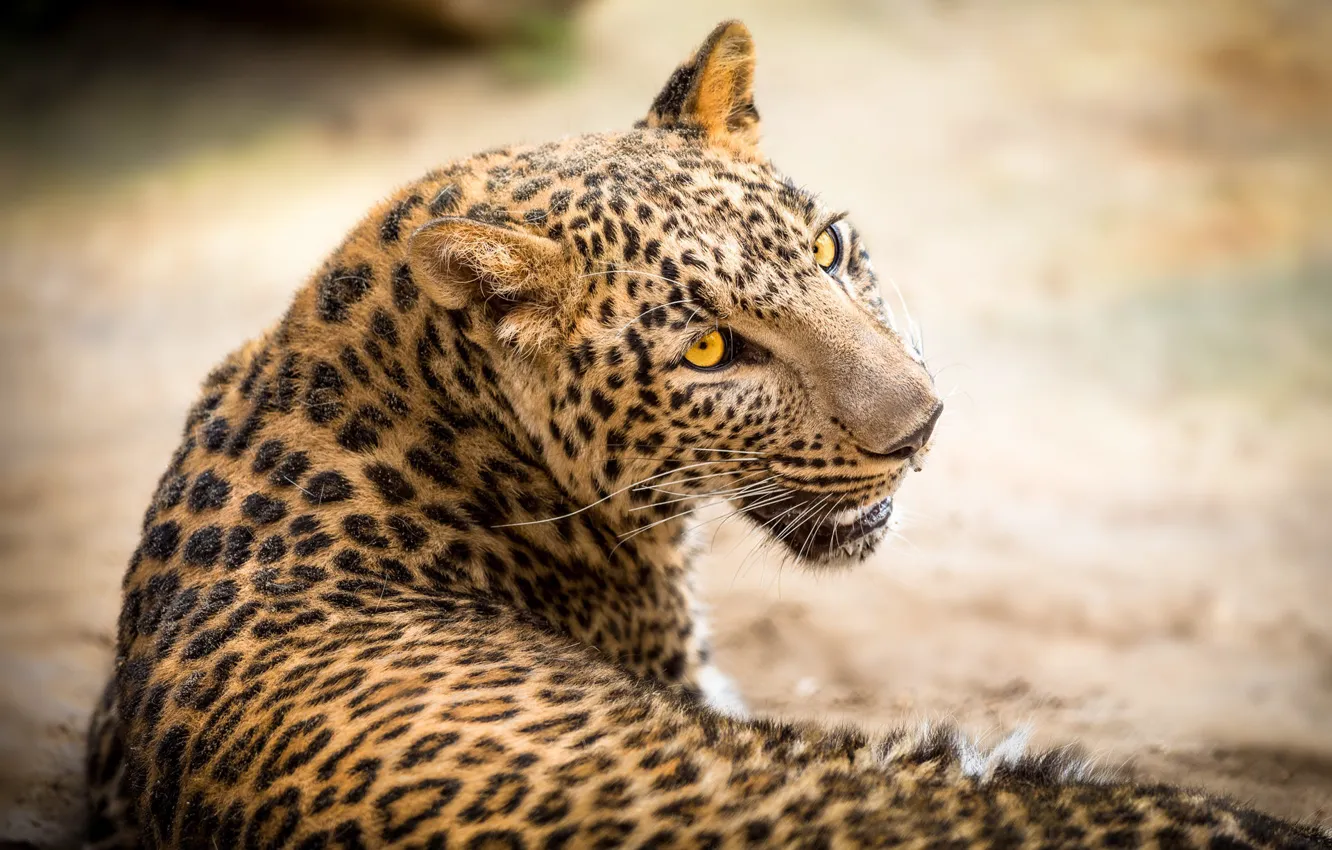 Wallpaper Look Face Pose Portrait Leopard Lies Wild Cat For