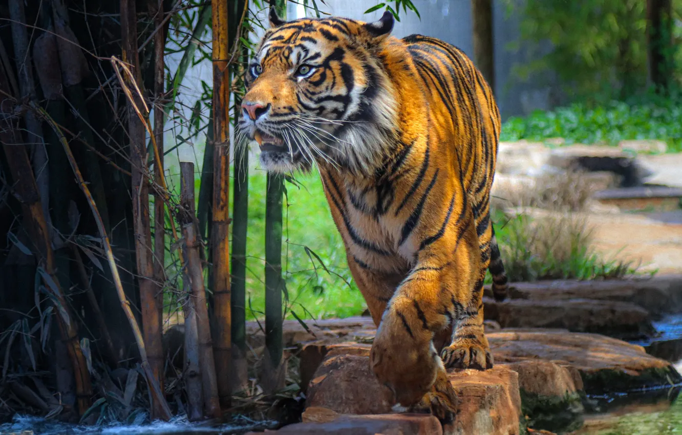 Wallpaper face, nature, tiger, pose for mobile and desktop, section ...